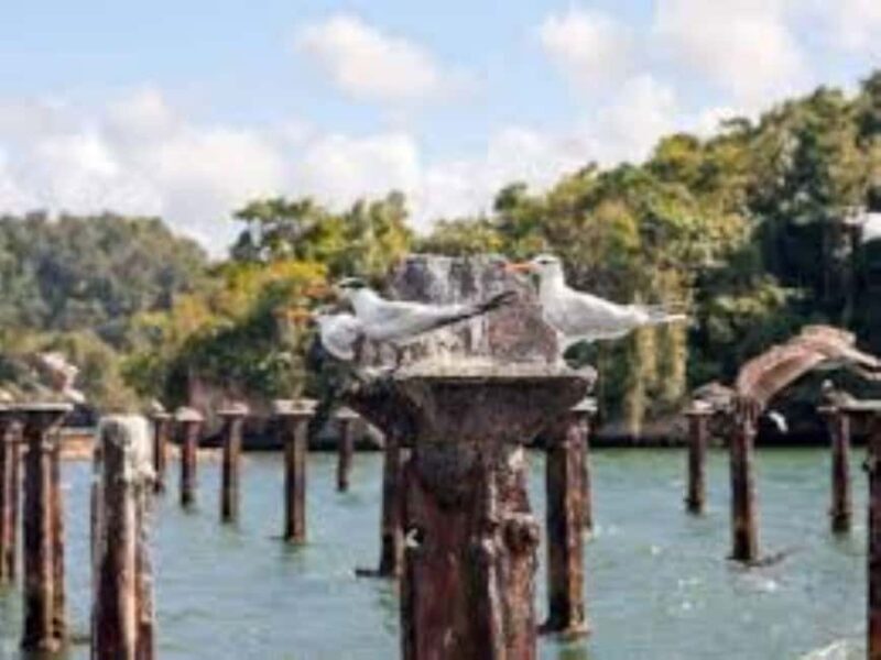 Private: Los Haitises & Caño Hondo Natural Pool Experience - FAQ