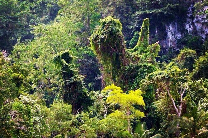 Private Los Haitises National Park and Caño Hondo Guided Tour with Lunch - What Reviewers Say
