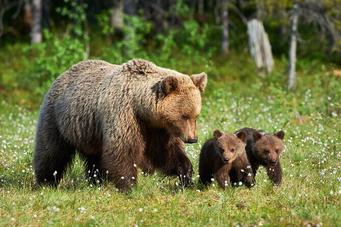 Private Lower Loop Tour of Yellowstone National Park - Authentic Traveler Feedback