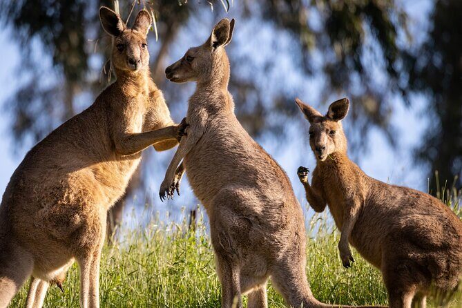 PRIVATE Luxury Blue Mountains & Wildlife Encounters Tour (10 hrs) - What Makes This Tour Stand Out?