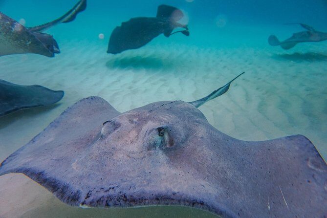 Private, luxury, custom charters to Stingray City, Snorkeling & More - Practical Tips for Your Trip