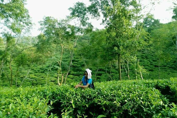 Private Luxury Escape: 2 Day Tea Gardens & Scenic Landscapes - Key Points