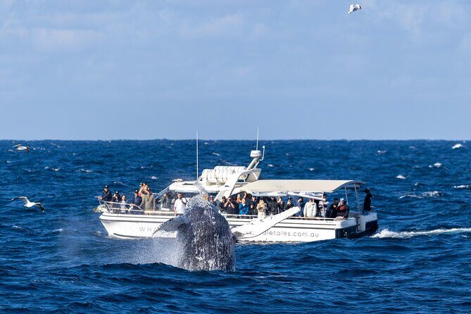 Private Luxury Intimate Whale Watching - An In-Depth Look at the Tour Experience
