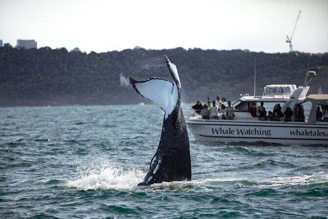 Private Luxury Intimate Whale Watching - FAQs