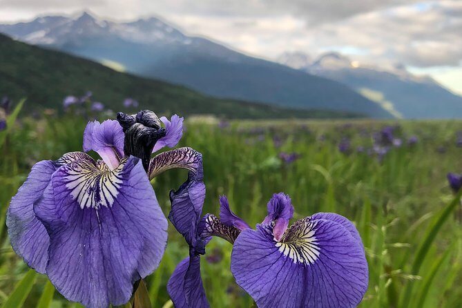 Private luxury shore excursion Skagway, AK to Emerald Lake, Yukon. - Who Should Consider This Tour?