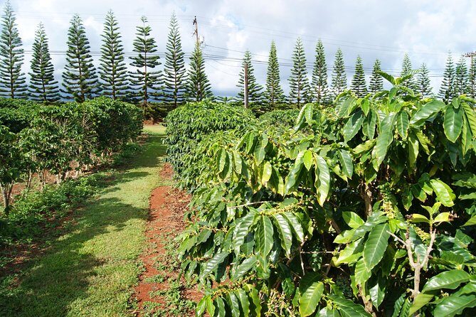 Private Luxury Tour of Kauai: South & West Shores - Frequently Asked Questions