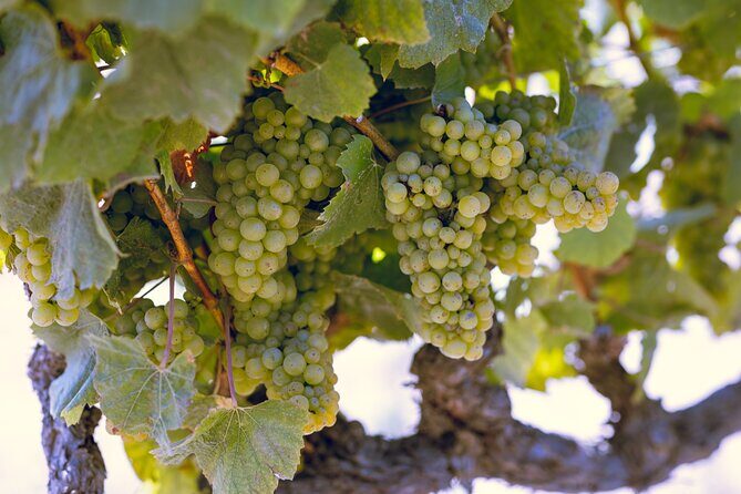 Private Luxury Transportation Experience - Napa - Reviews and Travelers Perspective
