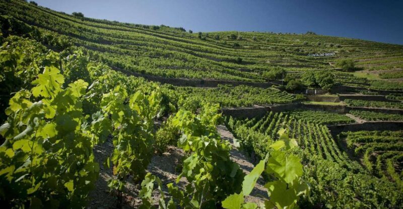 Private Luxury Wine & Food Tour in Douro - The Itinerary in Detail