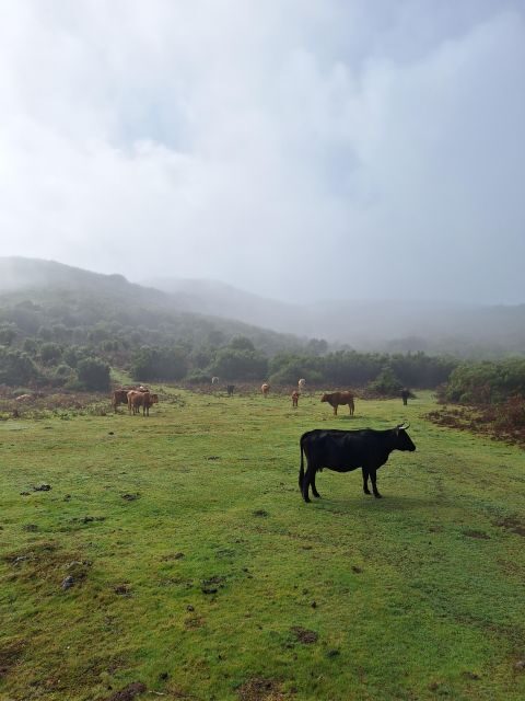 Private Madeira Complete Full Day Tour - Who Would Enjoy This Tour?