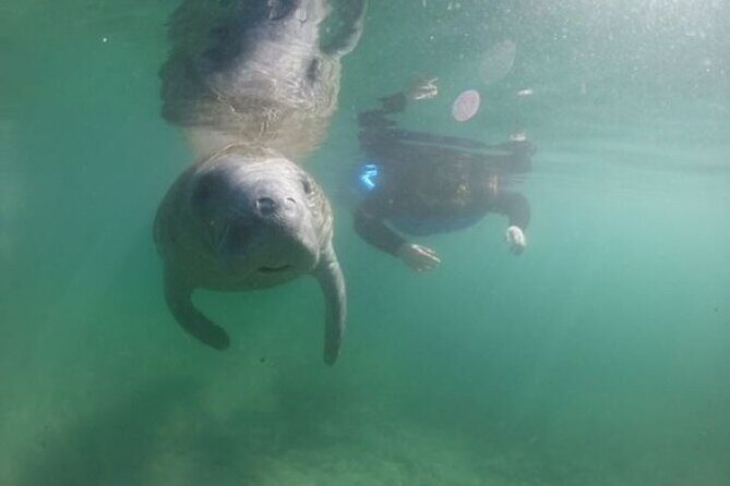 Private Manatee Snorkel Tour with FREE Photo Package - An Honest Look at the Private Manatee Snorkel Tour in Crystal River