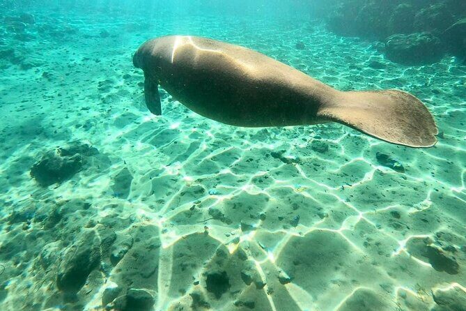 Private Manatee Snorkel Tour with FREE Photo Package - What Sets This Tour Apart from Others
