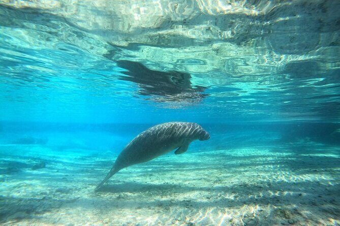 Private Manatee Snorkel Tour with FREE Photo Package - Authentic Testimonials and Insights