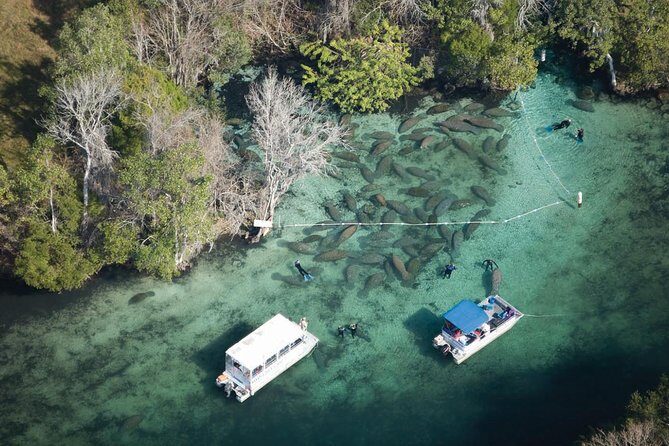 Private Manatee Swim for up to 6 with In-Water Divemaster/Photographer - What to Expect on the Tour: An In-Depth Look