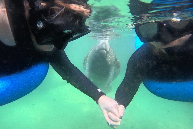 Private Manatee Swim Tour - An In-Depth Look at the Tour Experience