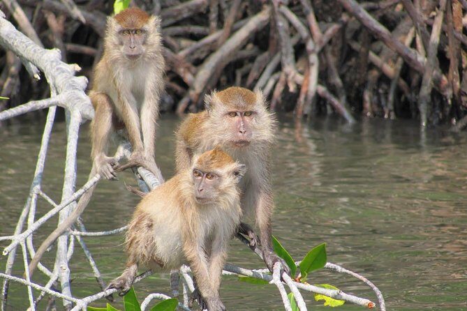 Private Mangrove Tour 2 Hour (max 8 People) - The Allure of Langkawis Mangroves