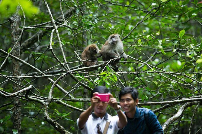 Private Mangrove Tour 3 Hour (max 8 People) - Introduction: An Authentic, Intimate Exploration of Langkawi’s Mangroves