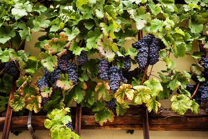 Private Maribor, Ptuj & Wine Road from Ljubljana - Final Thoughts