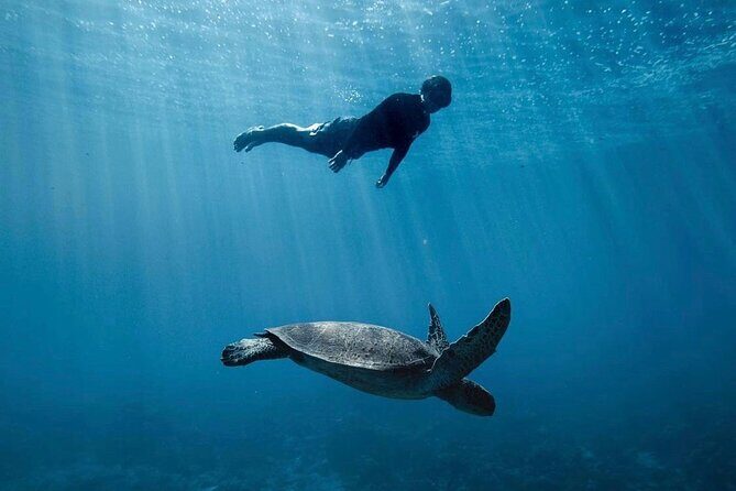 Private Marine Wildlife Adventure with Underwater Photography - What Travelers Are Saying