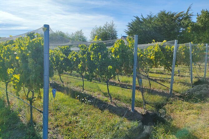 Private Martinborough Wine Tour for Wine Enthusiasts - What to Expect from Each Stop