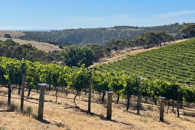 Private Mclaren Vale Wine Tour - Who Will Love This Tour?