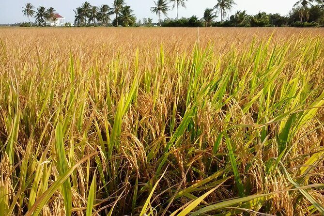 Private Mekong Delta Less Tourist - Coconut Island Tour - An Unforgettable Visit to the Less-Traveled Mekong Delta: Coconut Island Tour