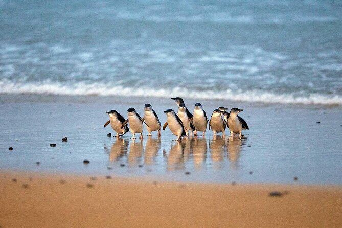 Private Melbourne Tour: Phillip Island and Chocolate Factory - Wildlife & Coastal Highlights — The Heart of the Tour