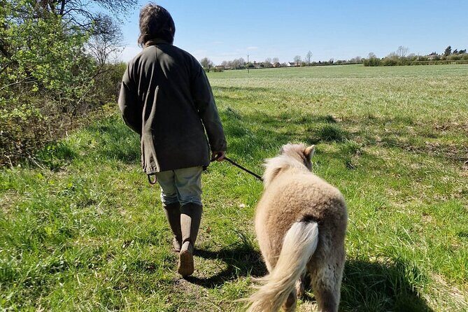 Private Miniature Horse Walking near Lincoln - Reviews Highlighting the Experience