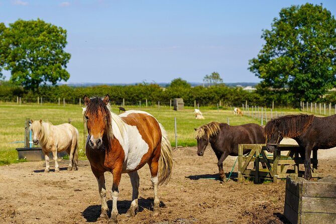 Private Miniature Horse Walking near Lincoln - The Practical Details