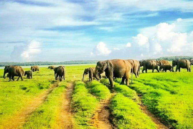 Private Minneriya National Park Safari and Fireflies Lighting Tour - Who is this Tour Best Suited For?