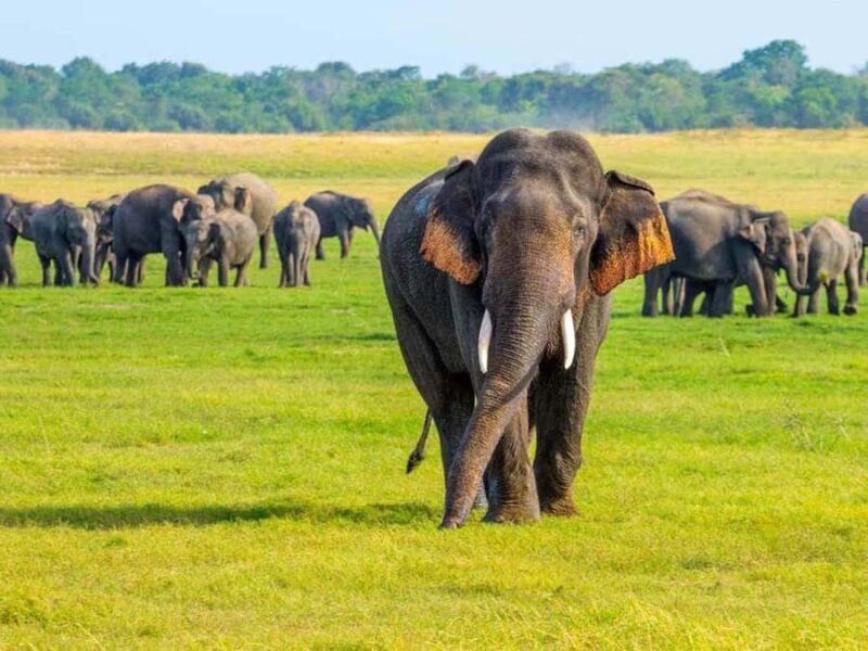 Private Minneriya Safari & Nature Experience from Sigiriya - Who Will Enjoy This Tour Most?