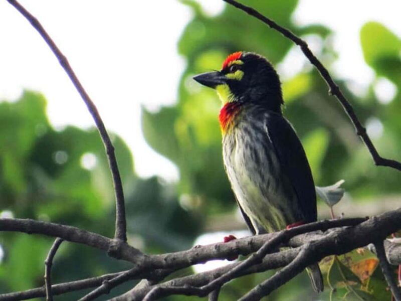 Private Minneriya Safari & Nature Experience from Sigiriya - FAQs