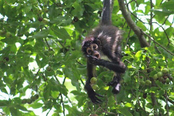 Private Monkey Sanctuary Trails with Zipline Canoe and Cenote - What the Experience Means for You