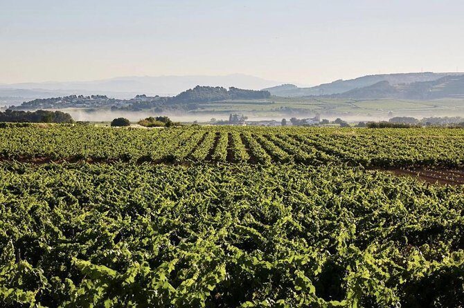 Private Montserrat Tour, Organic Winery & Authentic Local Lunch - The Winery: A Small, Family-Run Gem