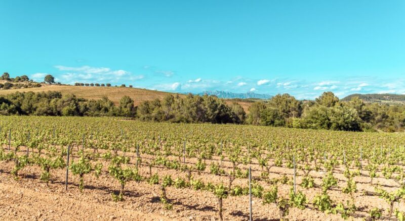 Private Montserrat Tour, Organic Winery & Gourmet Lunch - Key Points