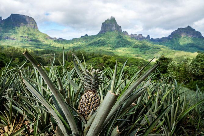 Private Morning Moorea 4WD Tour with Champagne - The Guide and Logistics