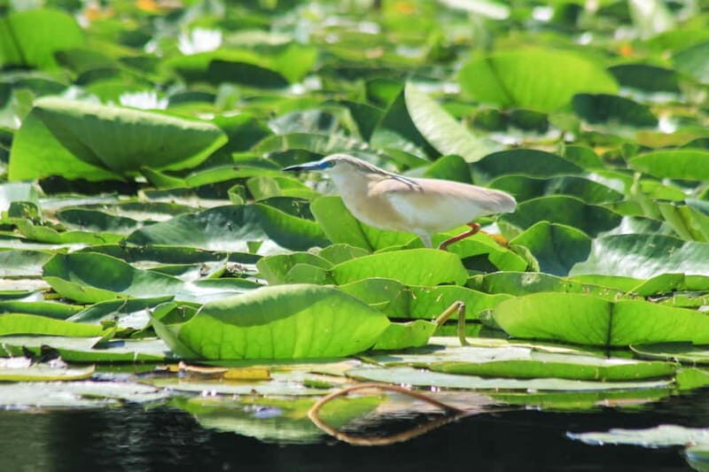 Private morning tour with refreshments and hidden canals! - Why You Should Consider This Tour