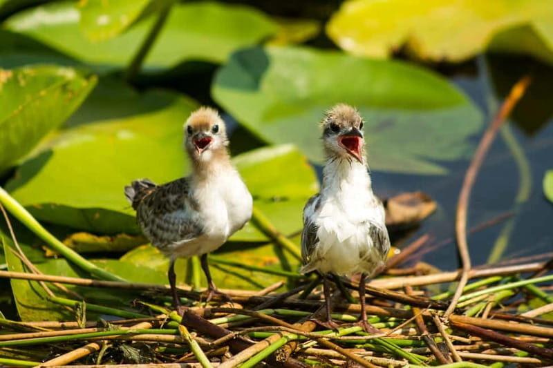 Private morning tour with refreshments and hidden canals! - What’s Included and What to Consider