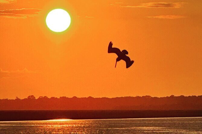 Private Morris Island Dolphin Adventure (to 12 guests) - A detailed look at the Private Morris Island Dolphin Adventure