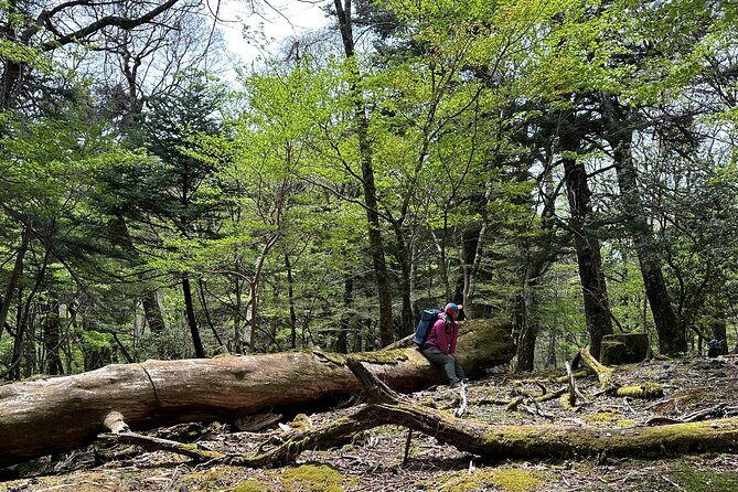 Private Mt Fuji Car and Hiking Experience from Gotemba - Hiking Up to the 5th Station: Forests and Alpine Flowers