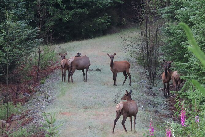 Private Mt Rainier National Park Tour in SUV - FAQs
