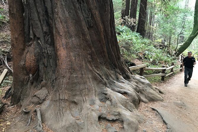 Private Muir Woods and Sausalito Half Day Tour - Transportation and Comfort