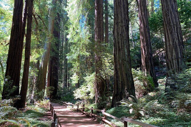 Private Muir Woods Tour Via Luxury Tesla - The Sum Up