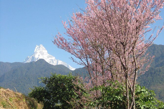 Private Multi Day Nepal Poon Hill Trekking Tour - What Makes This Trek a Great Choice?