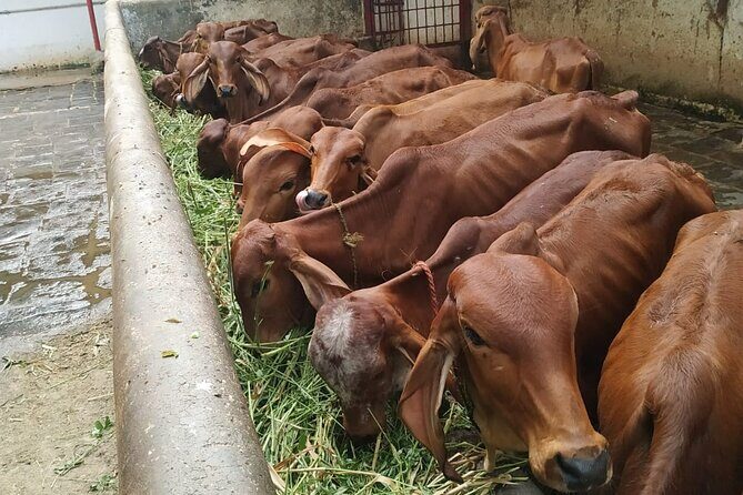 Private Mumbai by Dawn and Spiritual Temple Tour - In-Depth Look at the Tour