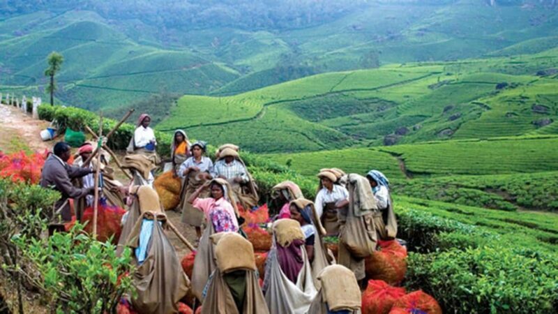"Private Munnar Day Tour: Trekking & Scenic Highlights" - Value and Practical Considerations