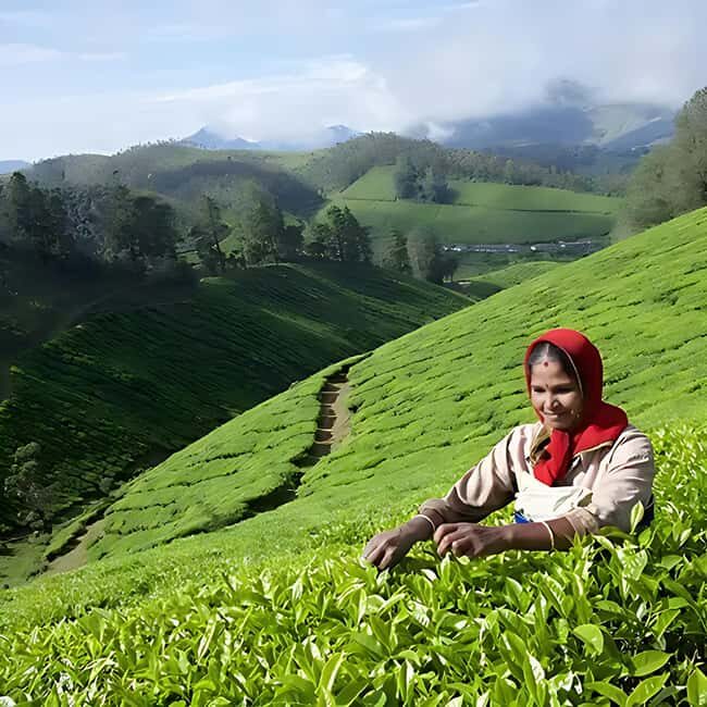 "Private Munnar Day Tour: Trekking & Scenic Highlights" - Who is This Tour Best For?