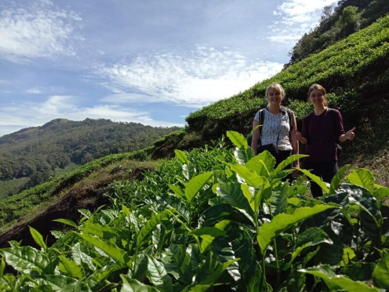 Private Munnar Tea Trek - An Authentic Dive into Munnar’s Green Heartland