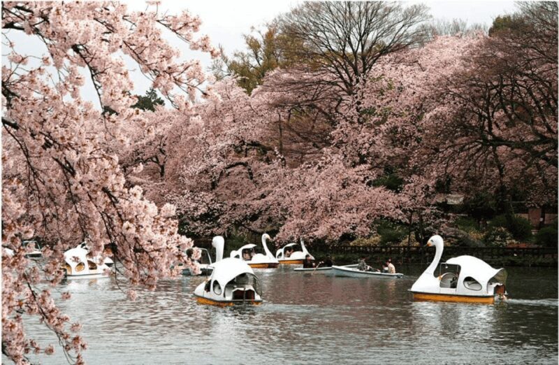 Private Must-see Sakura Journey in Tokyo City - Key Points