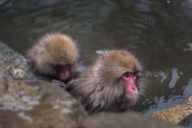 Private Nagano 1-Day Tour:Snow Monkeys,Zenko-ji,Obuse,Sake,Onsen - A Practical Look at the Itinerary and Its Value