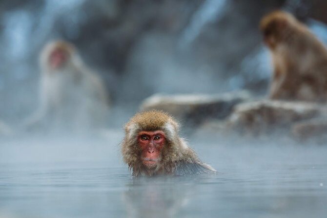 Private Nagano 1-Day Tour:Snow Monkeys,Zenko-ji,Obuse,Sake,Onsen - FAQs